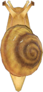 Snail/Gallery - Animal Crossing Wiki - Nookipedia