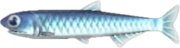 Anchovy (fish)/Gallery - Animal Crossing Wiki - Nookipedia