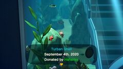 Turban Shell/Gallery - Animal Crossing Wiki - Nookipedia