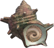 Turban shell/Gallery - Animal Crossing Wiki - Nookipedia