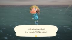 Turban shell/Gallery - Animal Crossing Wiki - Nookipedia