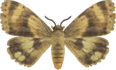 Moth/Gallery - Animal Crossing Wiki - Nookipedia