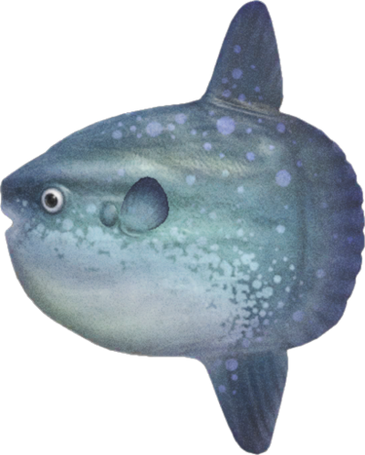 Ocean Sunfish - Nookipedia, the Animal Crossing wiki