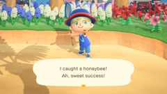 Honeybee/Gallery - Animal Crossing Wiki - Nookipedia